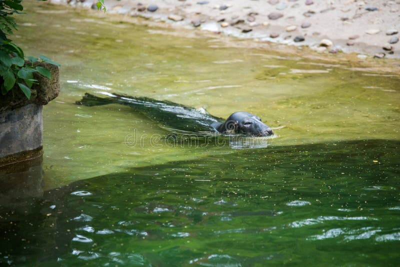 Fur seal in the pool stock image. Image of harbor, landscape - 396038915