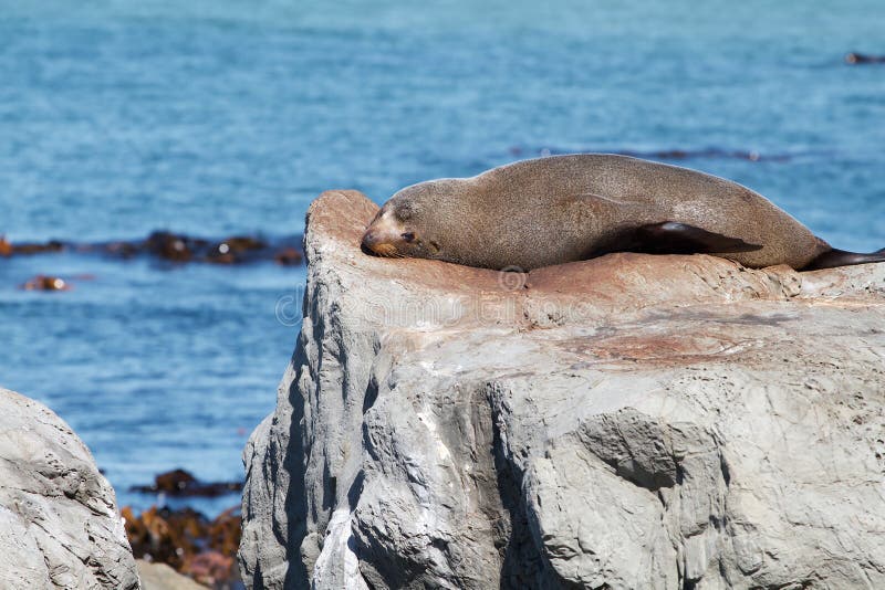 Fur Seal resting stock image. Image of coast, ocean, nature - 24623235