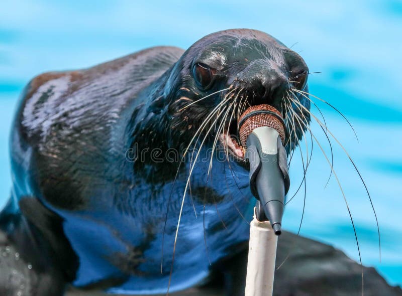 Fur Seal Sings in a Circus Microphone Stock Image - Image of seal, pool ...