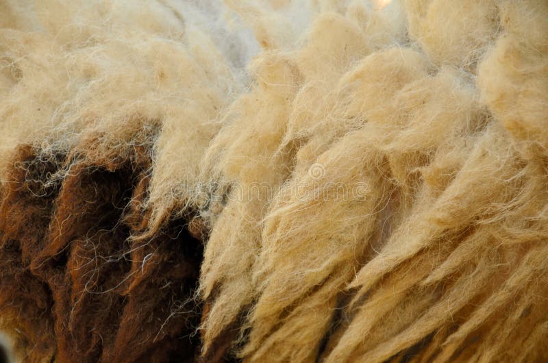 Fur of sheep stock photo. Image of curiosity, offspring - 66589596