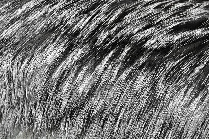 Fox Fur Stock Illustrations – 13,900 Fox Fur Stock Illustrations ...