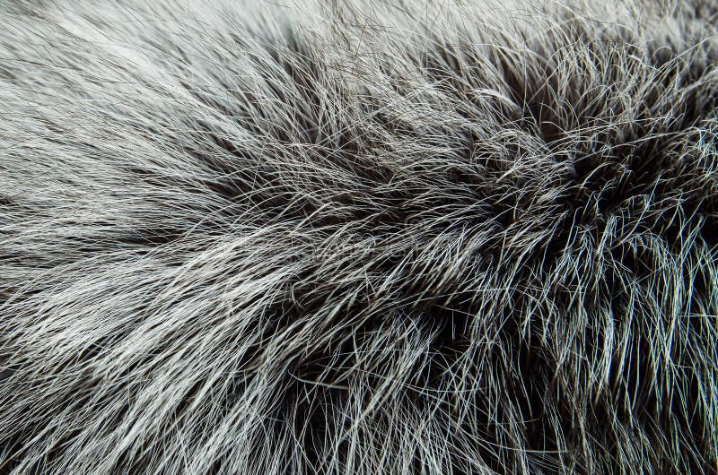 Fur silver fox texture stock photo. Image of macro, natural - 132135128