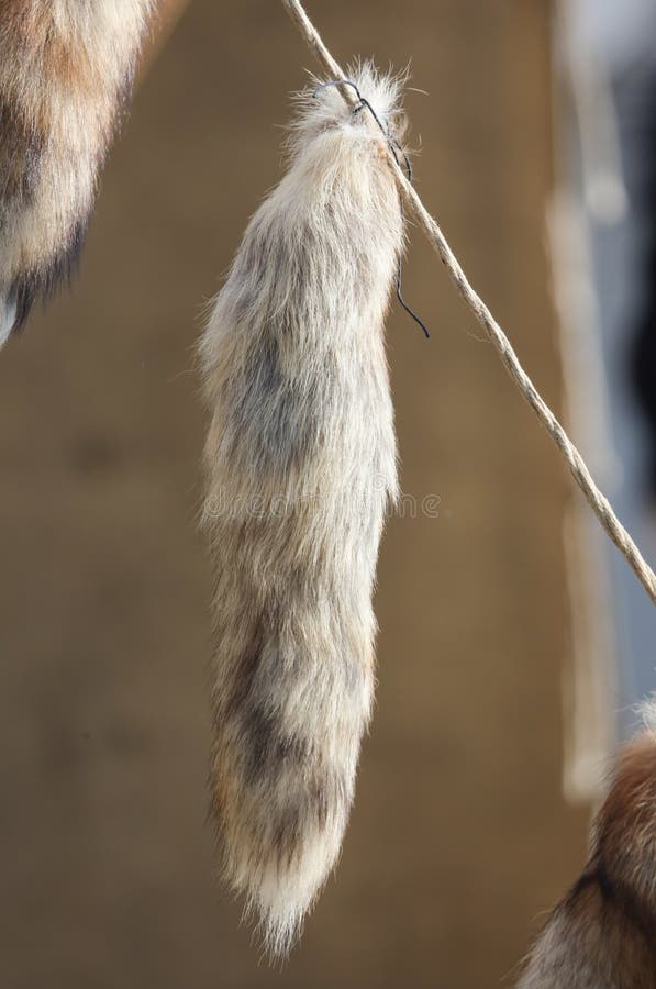 Fur with the skin of a fox stock image. Image of animal - 183148209