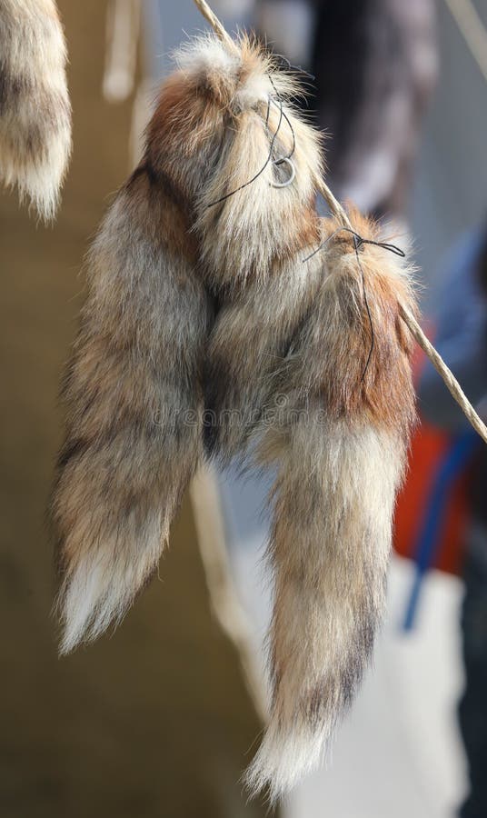 Fur with the skin of a fox stock image. Image of nature - 183709295