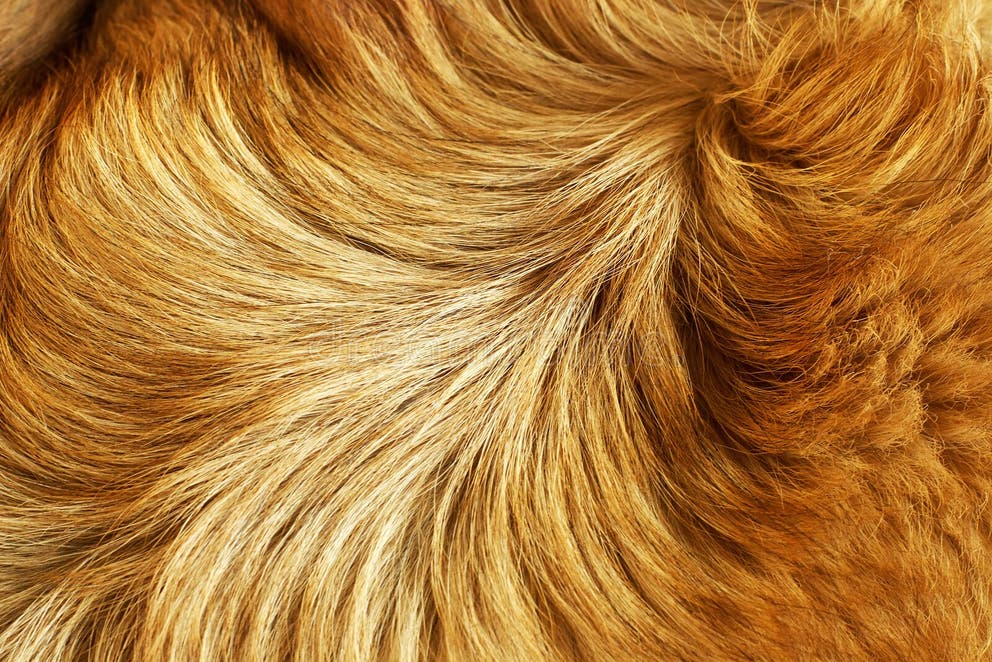 Fur structure stock photo. Image of black, animals, cosy - 321000