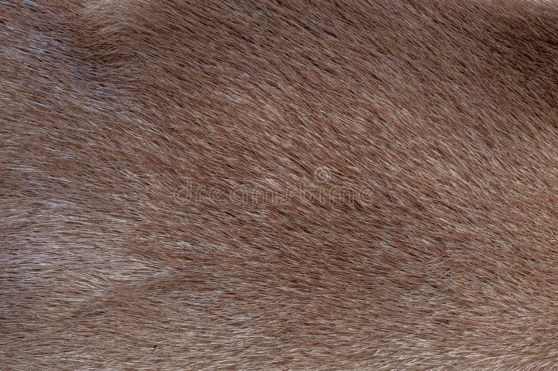 Fur structure stock photo. Image of africa, abstract - 46674388