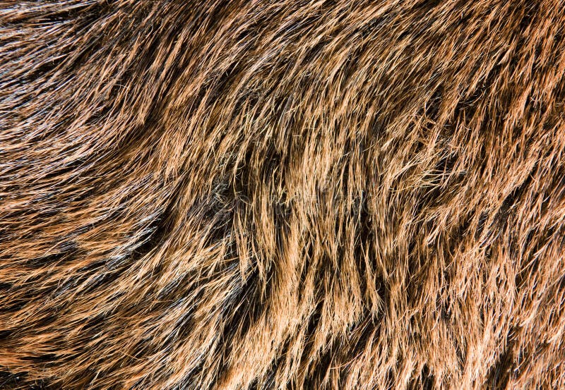 Horse Hair Texture stock image. Image of horsehair, long - 16815163