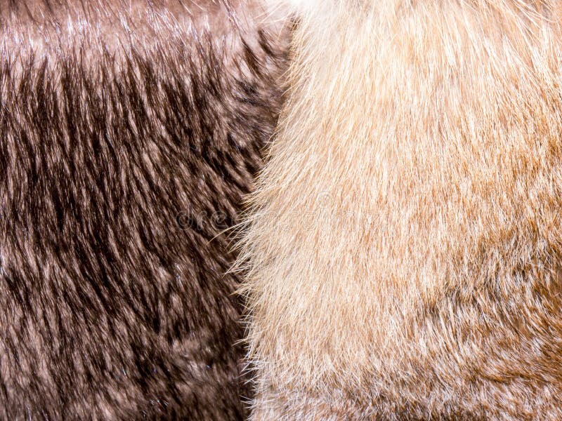 242 Beaver Fur Texture Stock Photos - Free & Royalty-Free Stock Photos ...