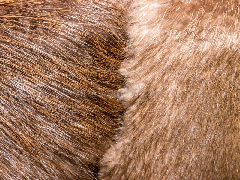 242 Beaver Fur Texture Stock Photos - Free & Royalty-Free Stock Photos ...
