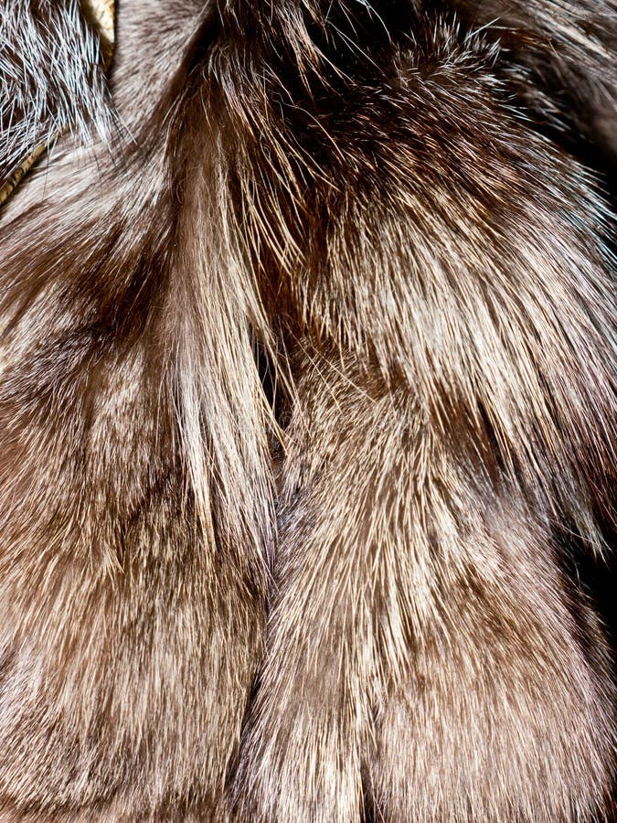 240 Beaver Fur Texture Stock Photos - Free & Royalty-Free Stock Photos ...