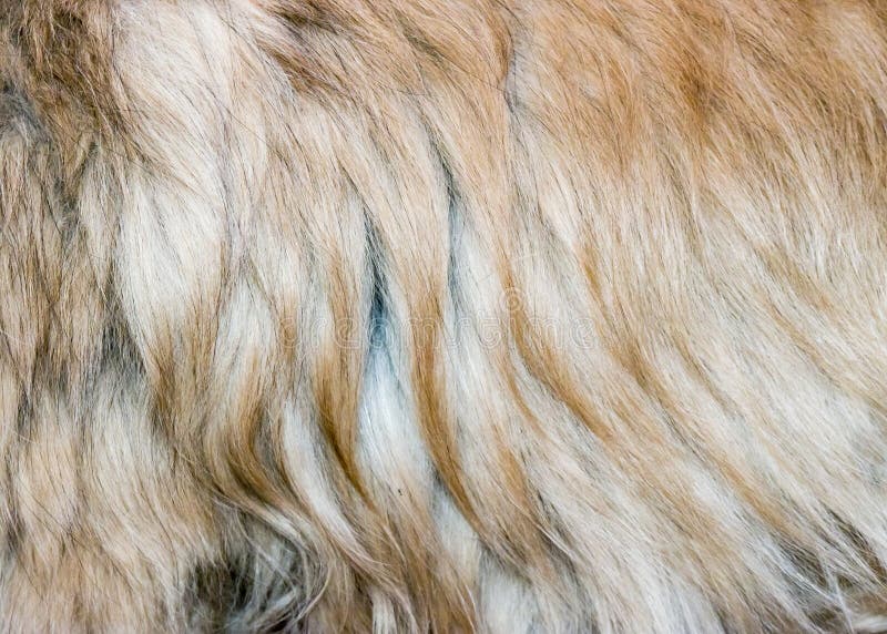Fur texture. stock image. Image of wildlife, animal, fell - 44981799