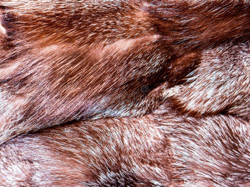240 Beaver Fur Texture Stock Photos - Free & Royalty-Free Stock Photos ...