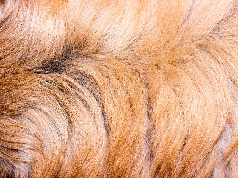 242 Beaver Fur Texture Stock Photos - Free & Royalty-Free Stock Photos ...