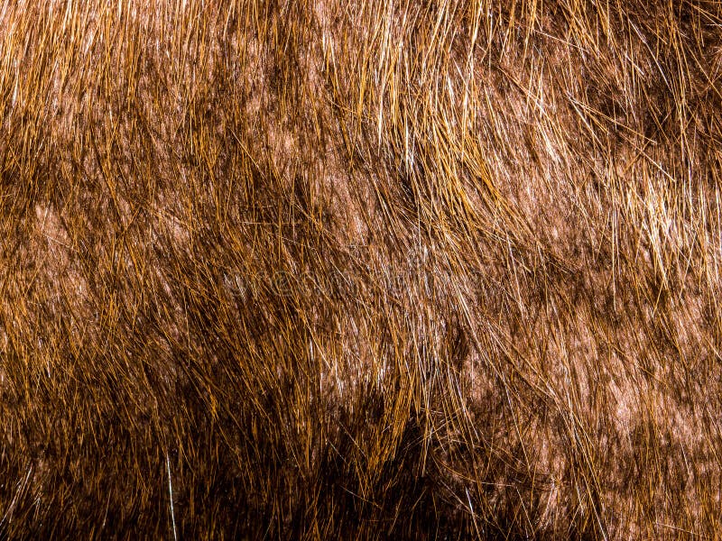 242 Beaver Fur Texture Stock Photos - Free & Royalty-Free Stock Photos ...