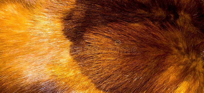 240 Beaver Fur Texture Stock Photos - Free & Royalty-Free Stock Photos ...