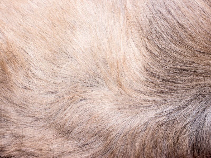 240 Beaver Fur Texture Stock Photos - Free & Royalty-Free Stock Photos ...