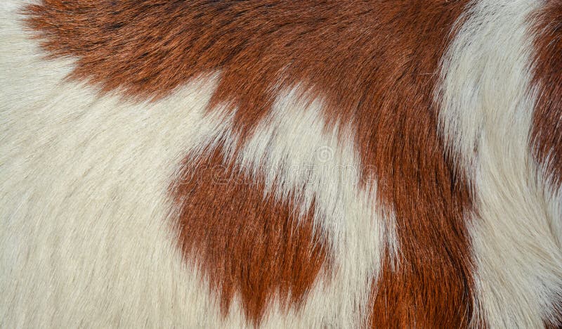 162 Pashmina Goat Stock Photos - Free & Royalty-Free Stock Photos from ...