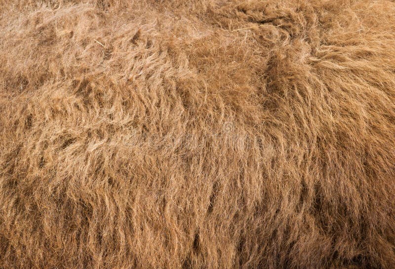 272 Buffalo Fur Texture Stock Photos - Free & Royalty-Free Stock Photos ...