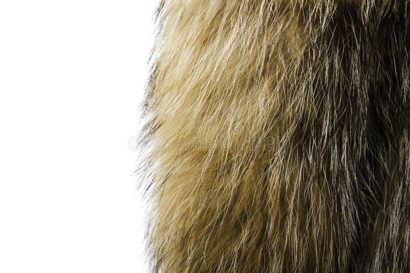 Raccoon Fur Texture Close Up. Natural Fur Photography. Shallow Focuse ...