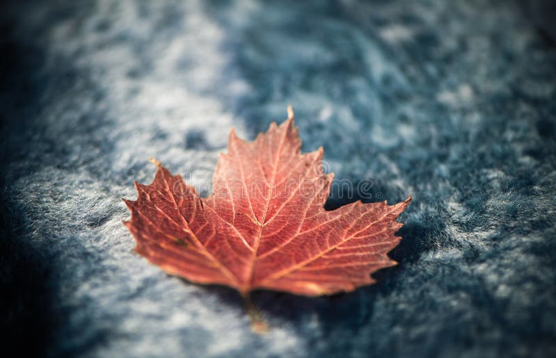 Fur Texture with Red Autumn Leaf Stock Photo - Image of leaf, floral ...