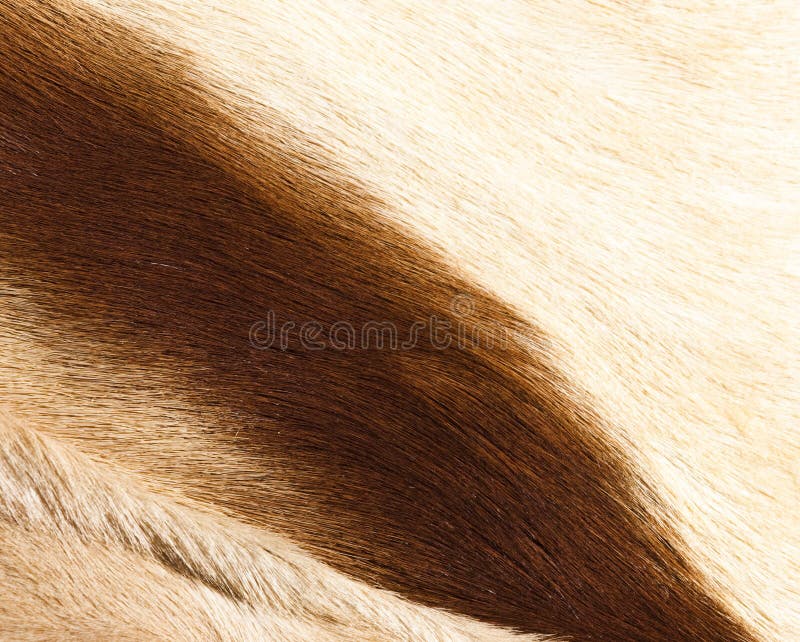 Fur textures stock photo. Image of detail, backdrop, skin - 11765650