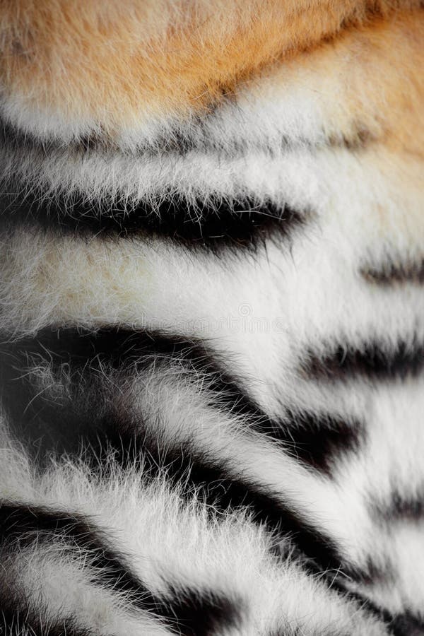 Tiger fur texture (real) stock image. Image of furry, fuzz - 9604385