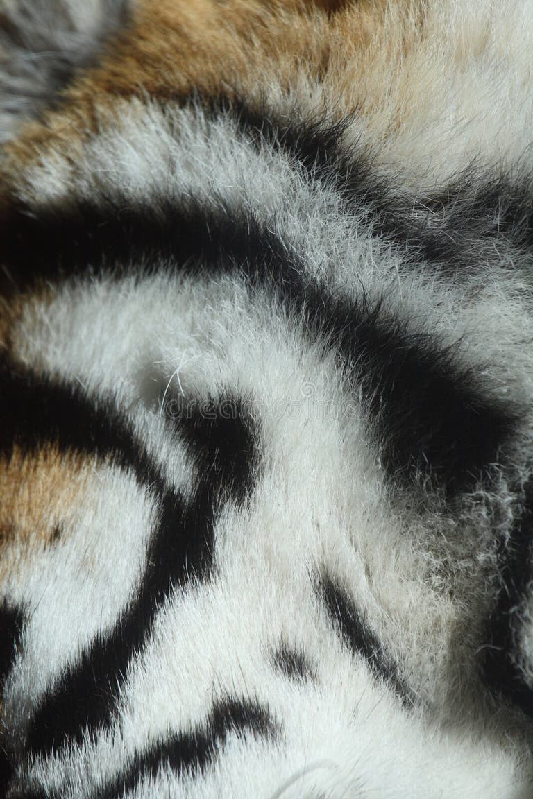 10,336 Tiger Fur Pattern Stock Photos - Free & Royalty-Free Stock ...