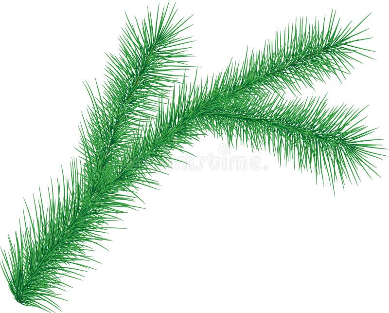 Fur-tree stock vector. Illustration of greens, nature - 10097019