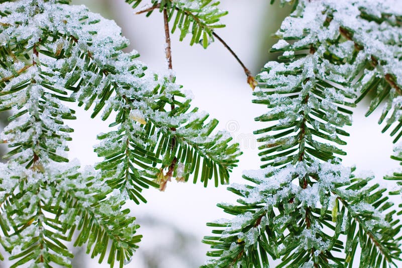 Fur tree stock photo. Image of december, tree, branch - 10715150