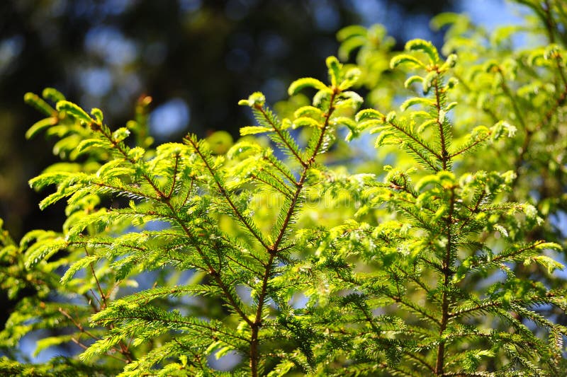 Fur-tree stock photo. Image of conifer, needle, green - 22787648