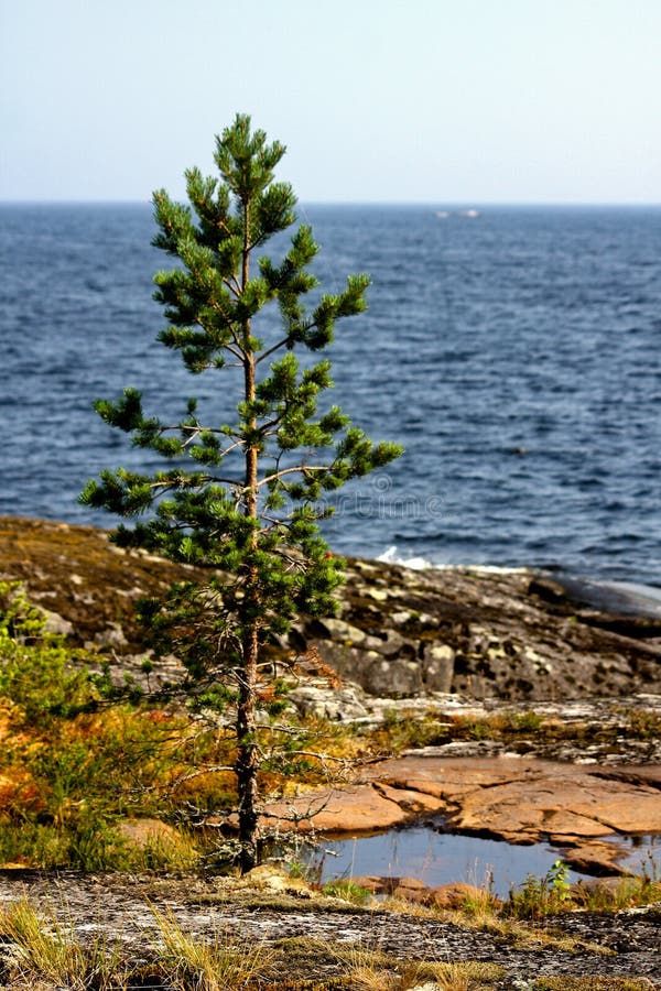 Fur tree stock photo. Image of beach, grass, coastline - 28378968