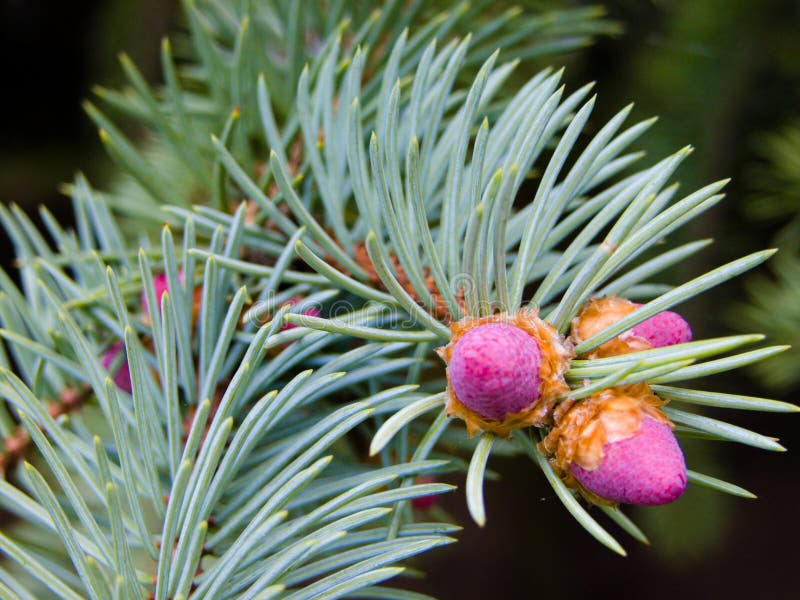Blossoming fur-tree stock photo. Image of nature, white - 15144266