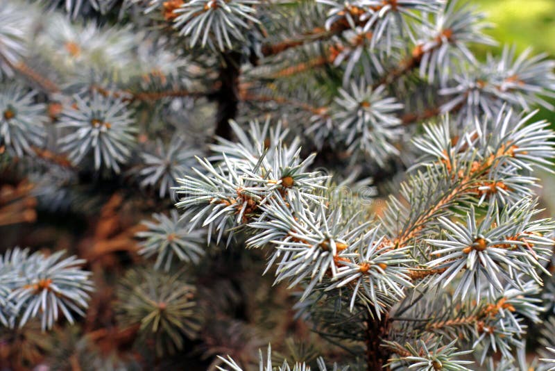 Fur-tree stock image. Image of orange, green, beautiful - 5714675