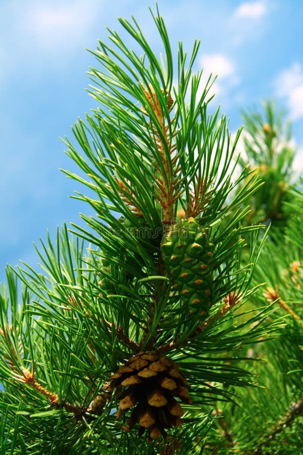 Fur-tree stock photo. Image of evergreen, nature, outdoors - 5992642