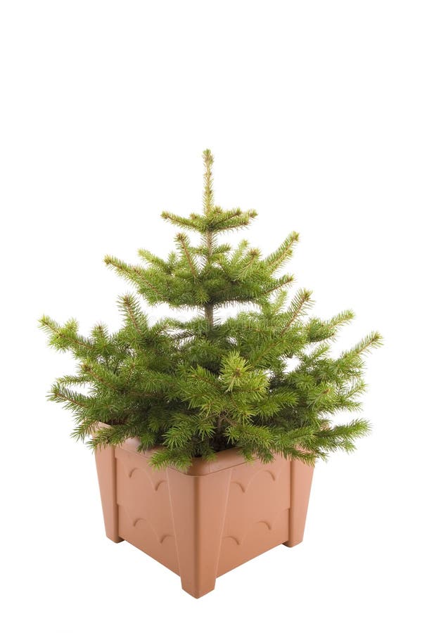 Fur tree stock photo. Image of isolated, tree, pine, christmas - 7233280