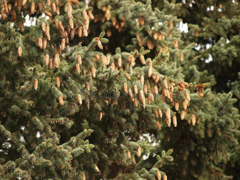 Fur-tree stock photo. Image of branch, twig, plant, cones - 7314096