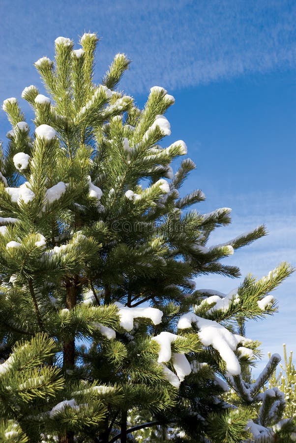 Fur-tree Against the Blue Sky Stock Photo - Image of cold, snowing ...