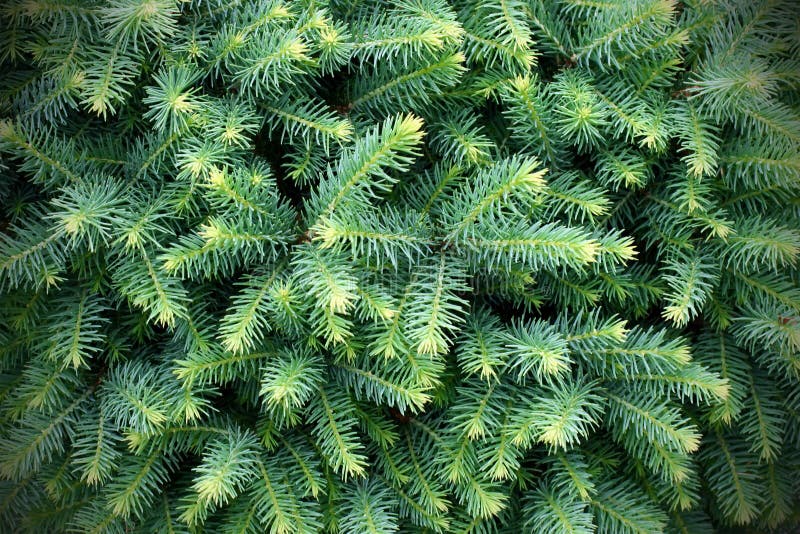 Fur-tree background stock image. Image of cedar, coniferous - 11247919