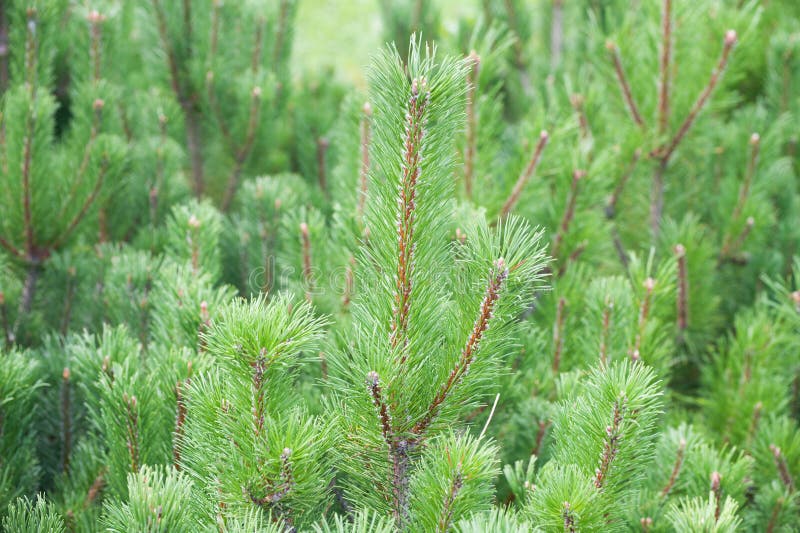 Fur-tree stock image. Image of pattern, nature, altay - 43659075