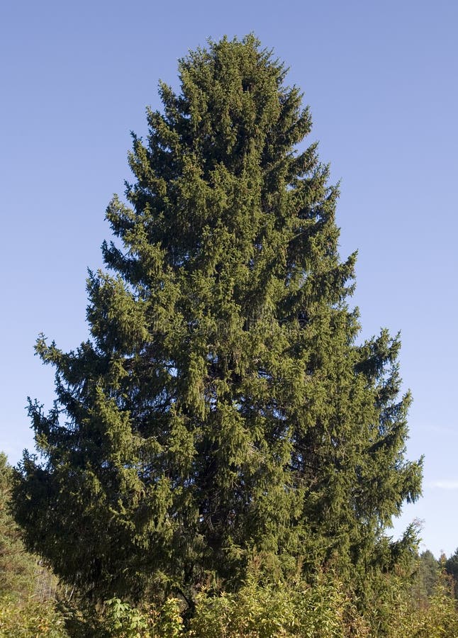 Fur-tree-beauty stock image. Image of green, furtree, cloud - 3244235