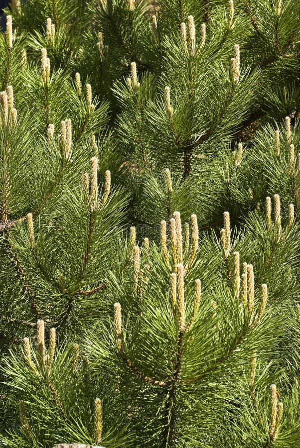 Fur-tree blossoming stock photo. Image of nature, gardening - 10448694