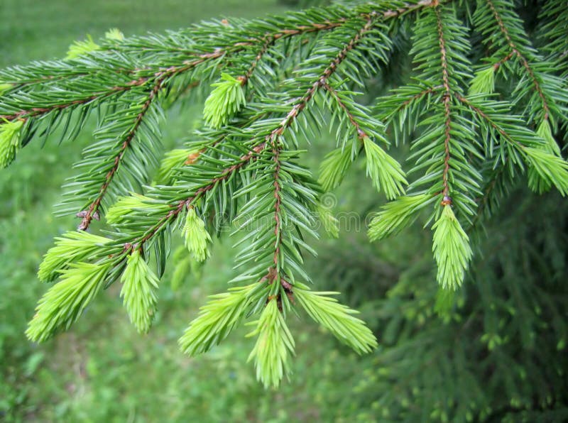 Fur tree branch stock image. Image of tree, evergreen - 14199091
