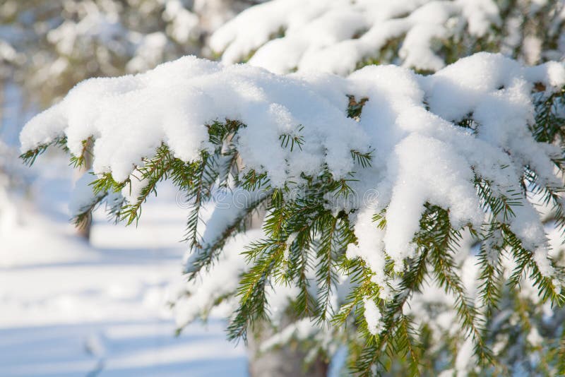 Fur-tree branch stock photo. Image of coniferous, outdoors - 17023824