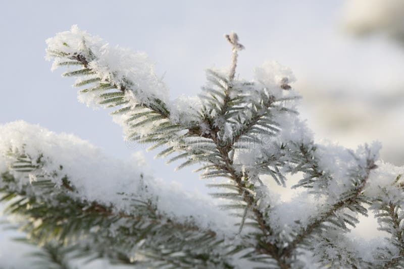 Fur-tree branch stock photo. Image of firtree, winter - 17034358