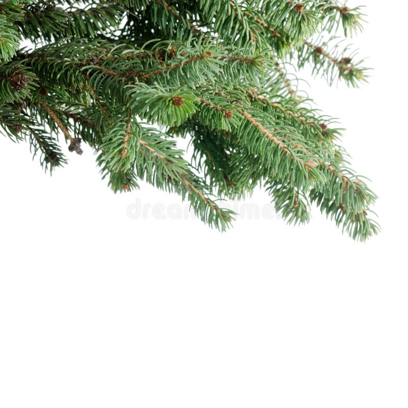 Fur-tree branch stock image. Image of evergreen, decorative - 22183837
