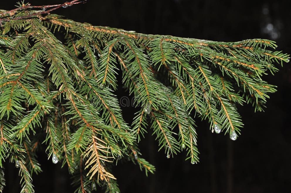 Fur-tree branch stock photo. Image of drop, prickly, plant - 22771406