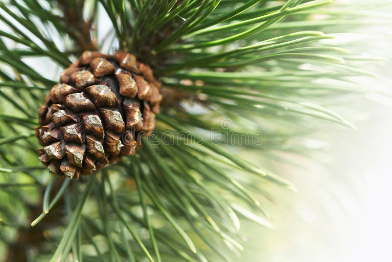 Fur-tree branch stock photo. Image of december, january - 9972432