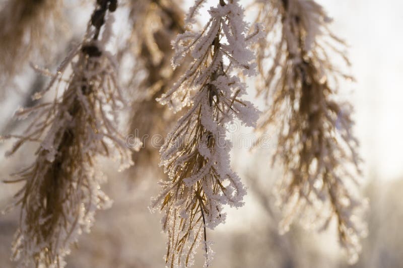A Fur-tree Branch in the Background of a Forest Covered with Snow ...