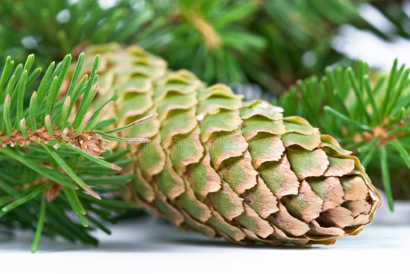 Fur-tree Branch With Cones Picture. Image: 2989135