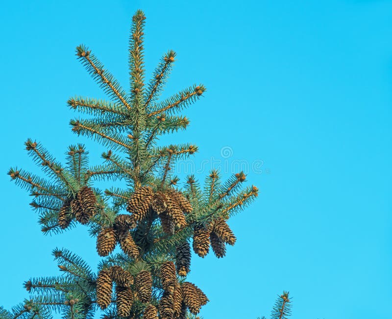 Fur-tree stock photo. Image of evergreen, green, design - 61927036